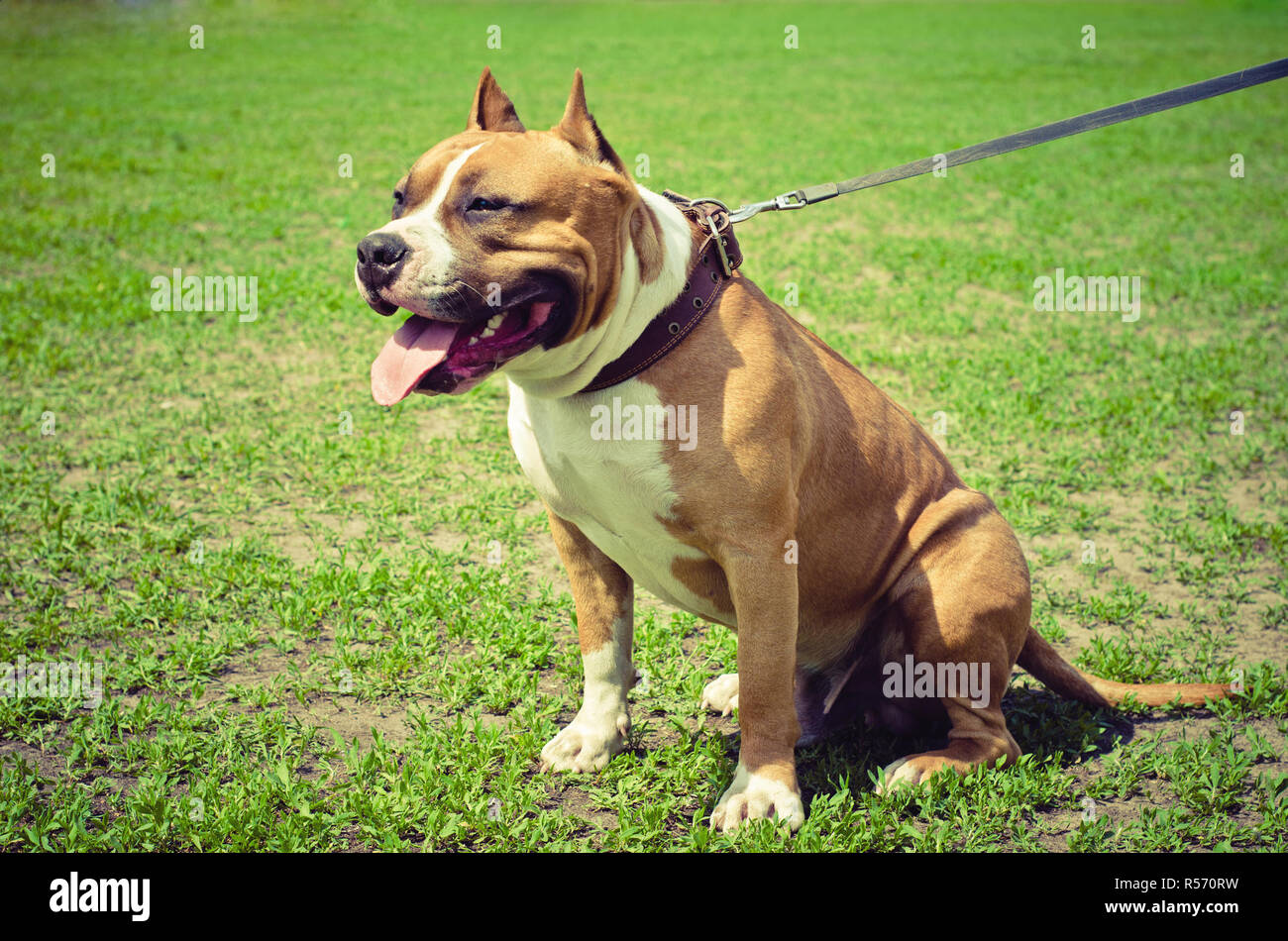 Head portrait american staffordshire terrier hi-res stock photography ...