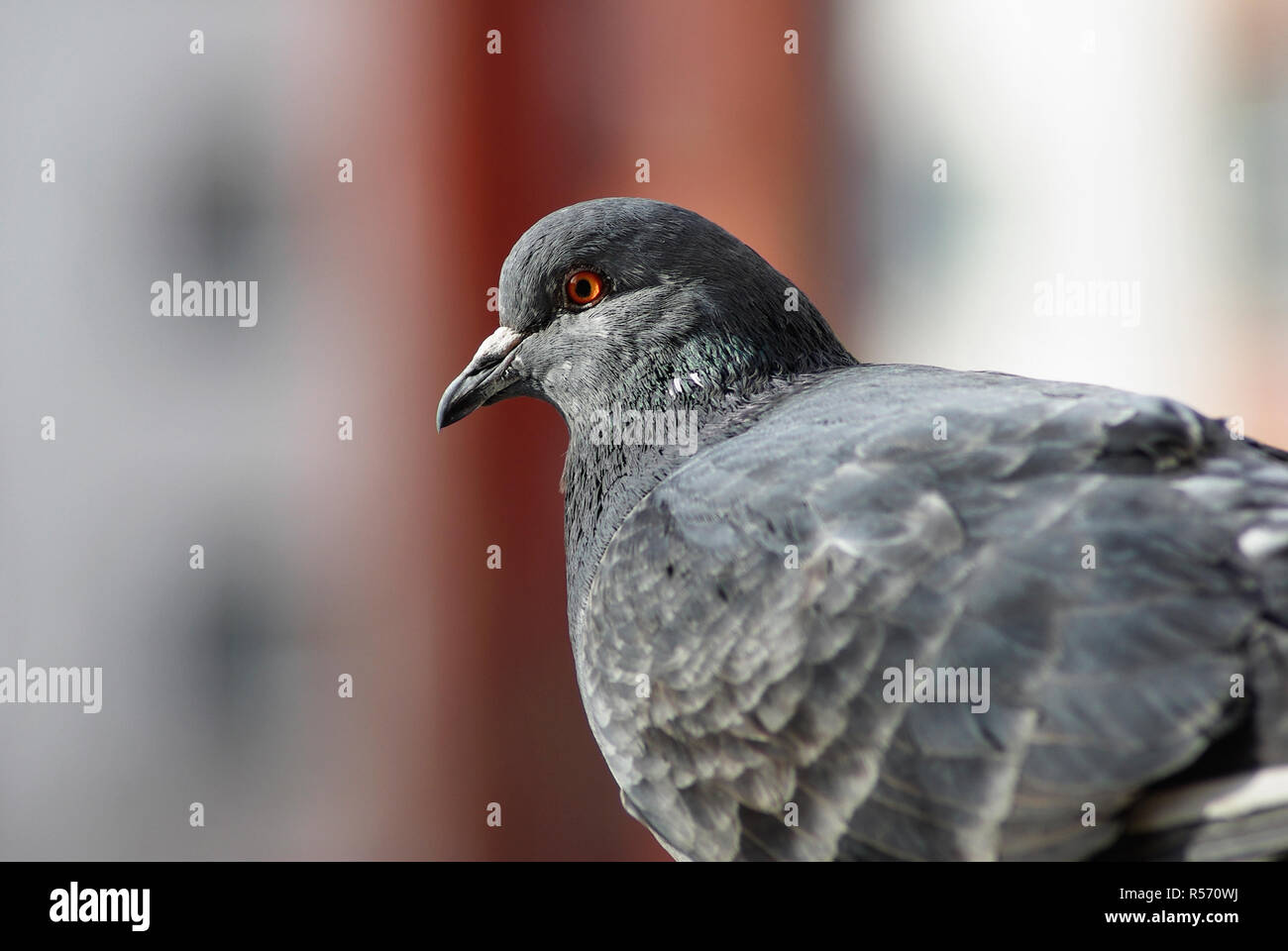 Pigeon profile view hi-res stock photography and images - Alamy
