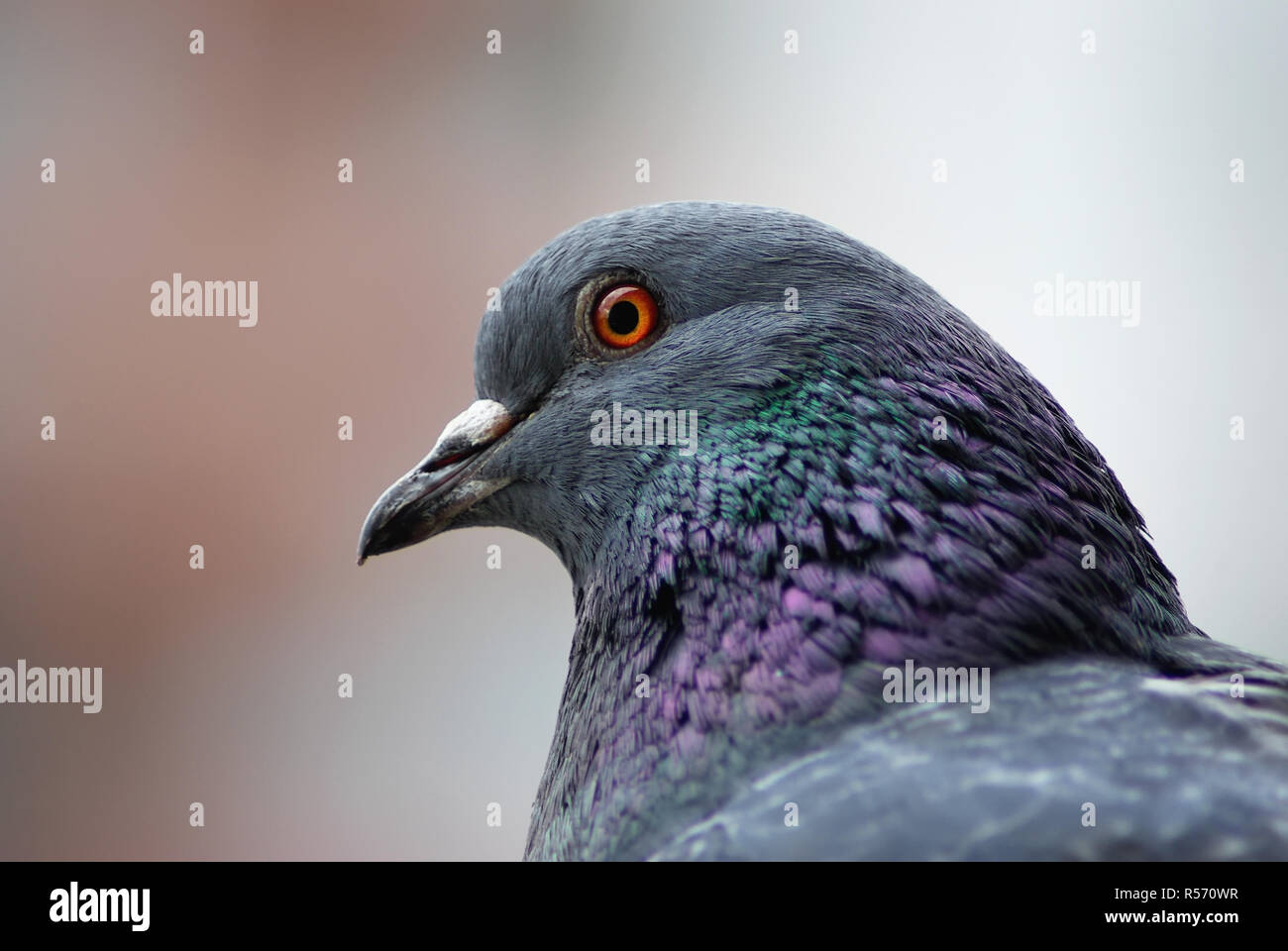 Pigeon Profile View High Resolution Stock Photography and Images - Alamy