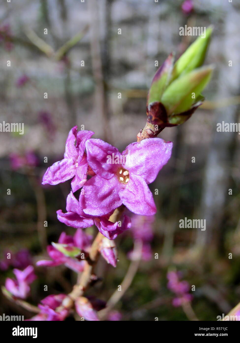 Daphne bloom hi-res stock photography and images - Alamy