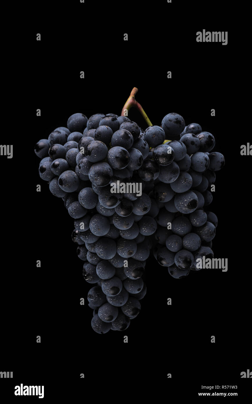 Close-up, berries of dark bunch of grape in low light isolated on black ...