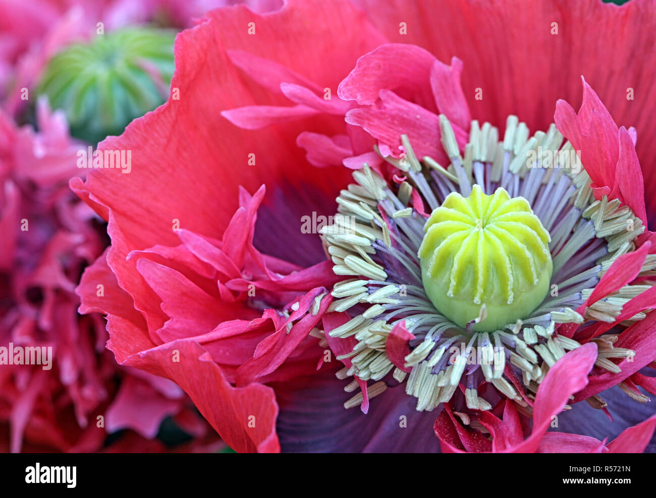 Poppy stamens close up hi-res stock photography and images - Alamy