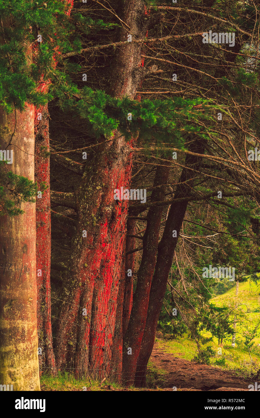 red pine with branches in forest Stock Photo - Alamy