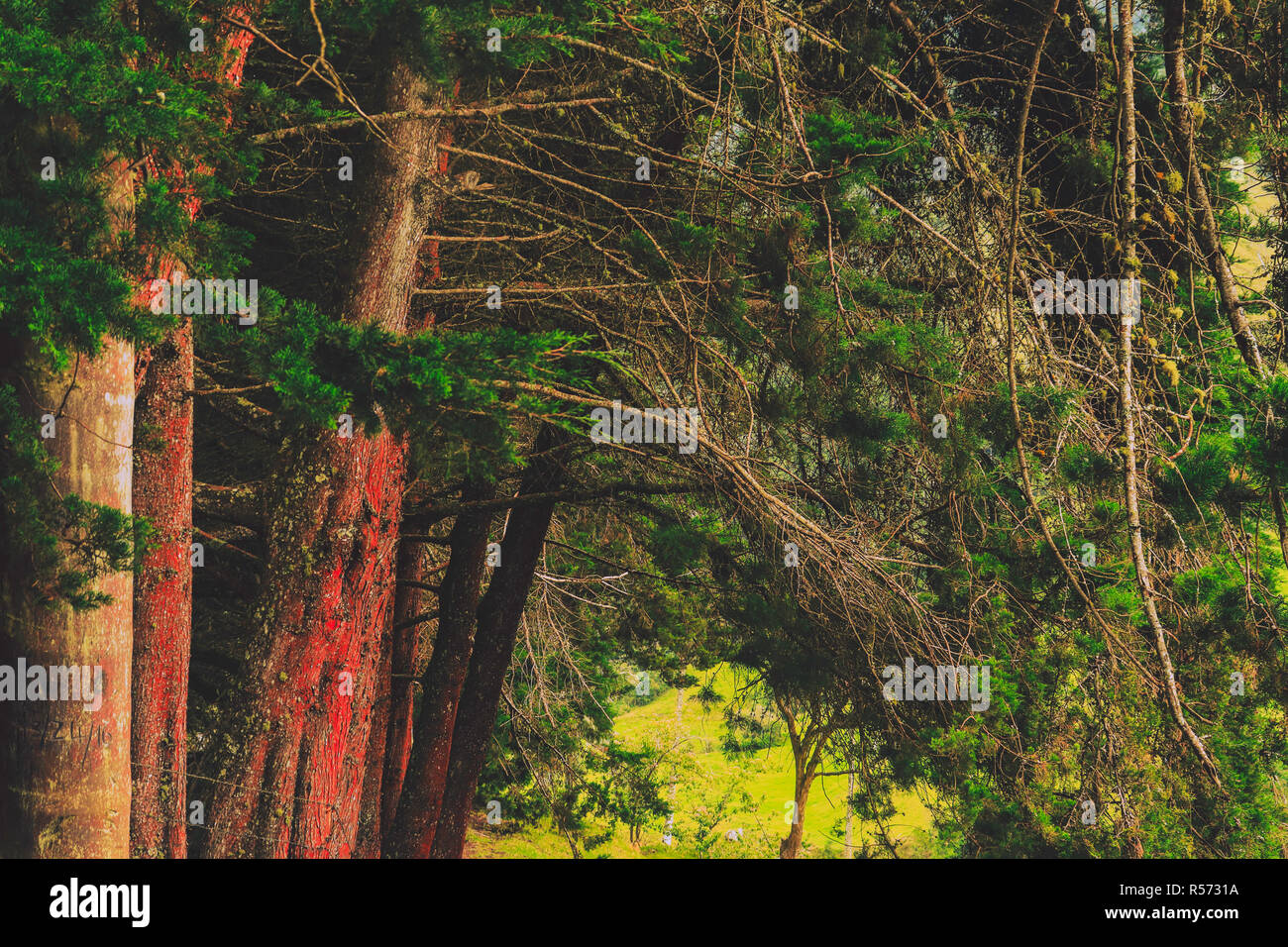 red pine with branches in forest Stock Photo - Alamy