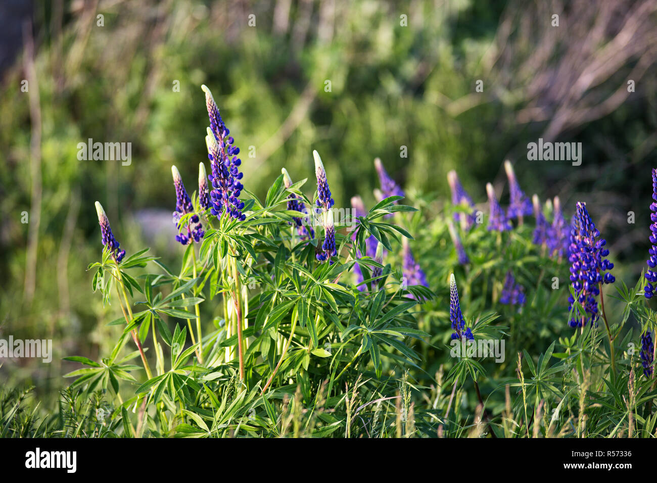 Spring field beautiful lupins hi-res stock photography and images - Alamy