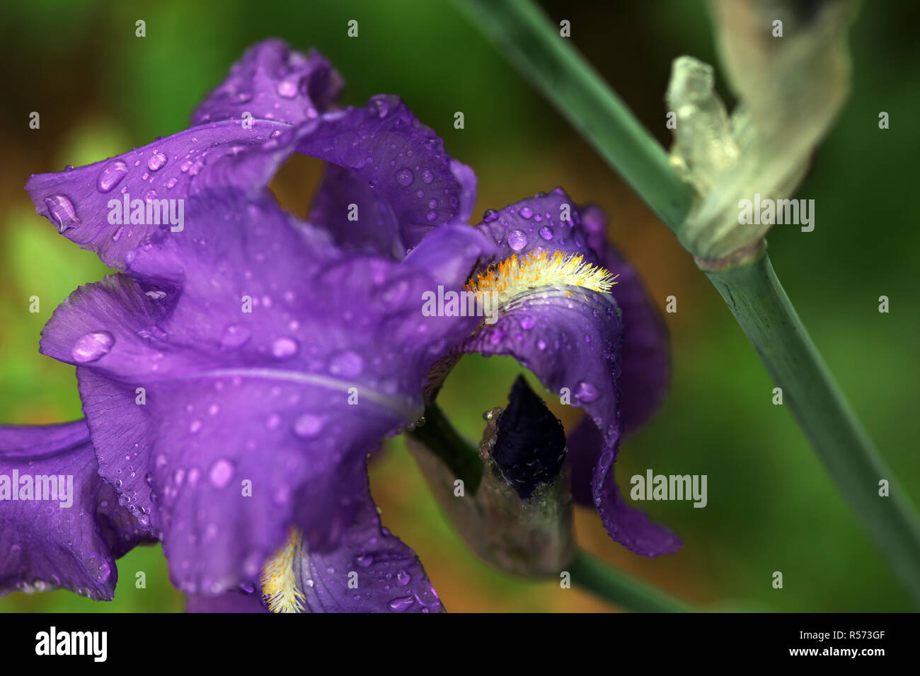 German iris iris germanica hi-res stock photography and images - Alamy