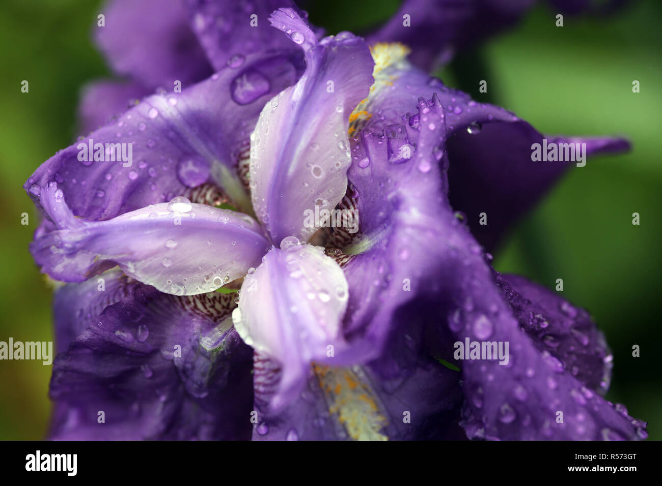 German iris iris germanica hi-res stock photography and images - Alamy
