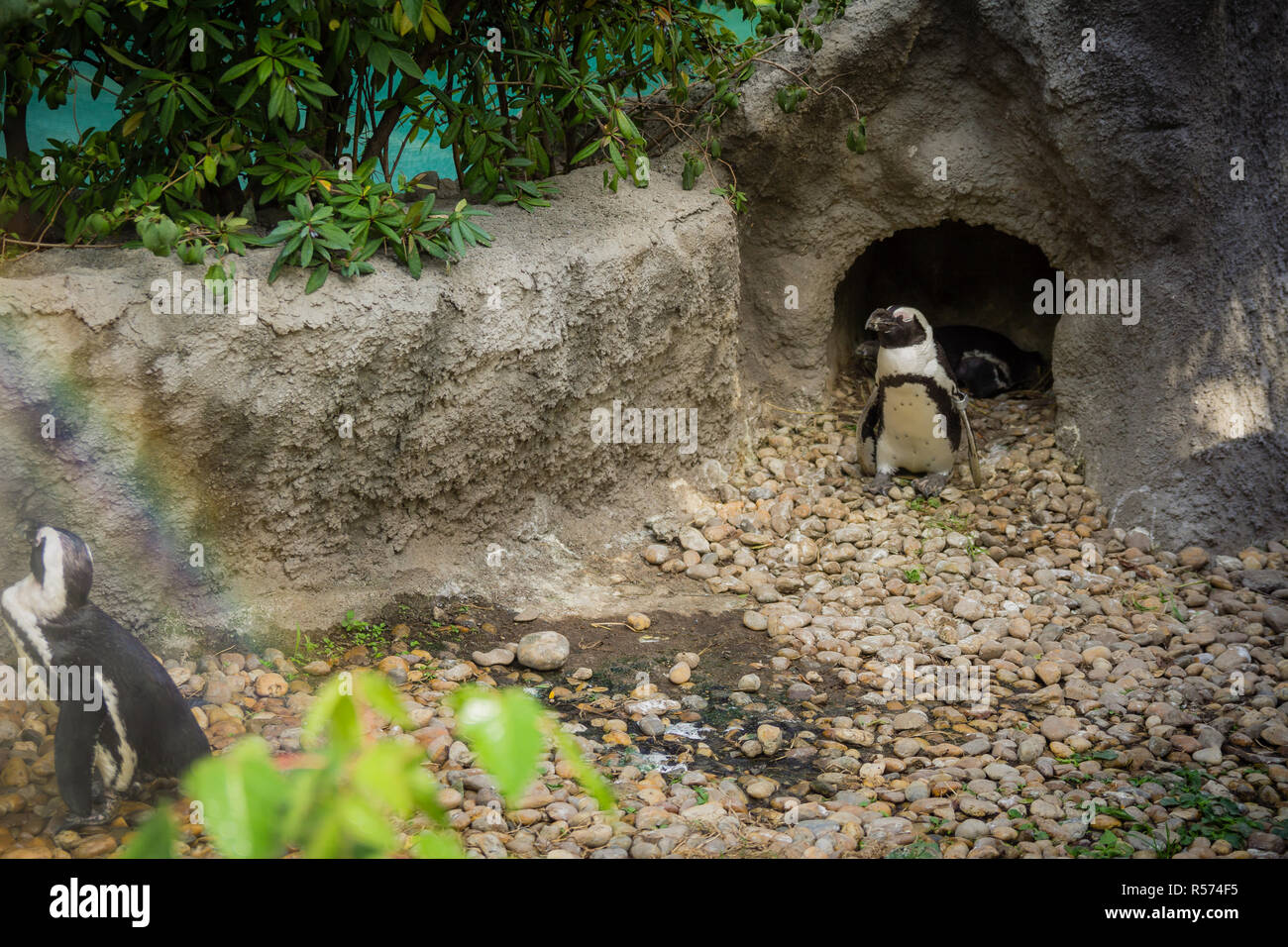 Penguins in cage at the zoo Stock Photo - Alamy