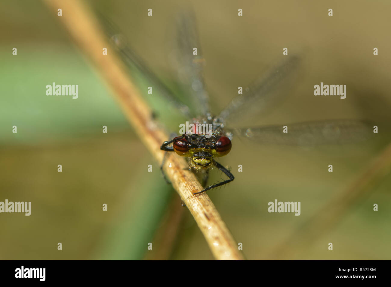 early adonis dragonfly in the rain Stock Photo - Alamy
