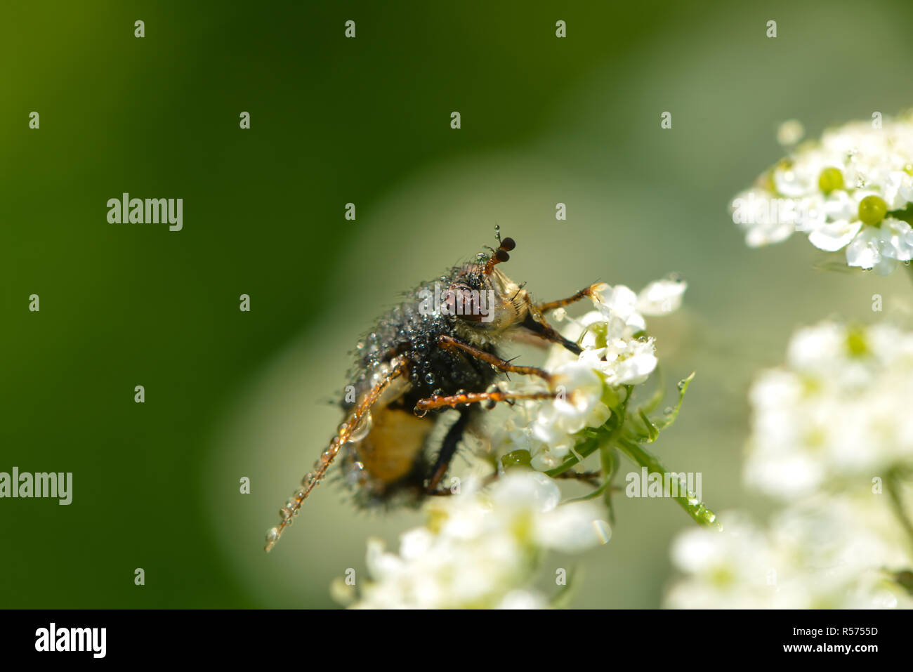 caterpillar fly in the rain Stock Photo - Alamy