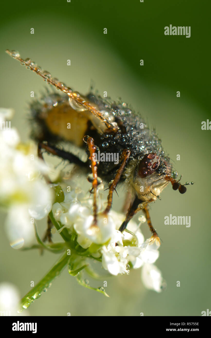 caterpillar fly in the rain Stock Photo - Alamy
