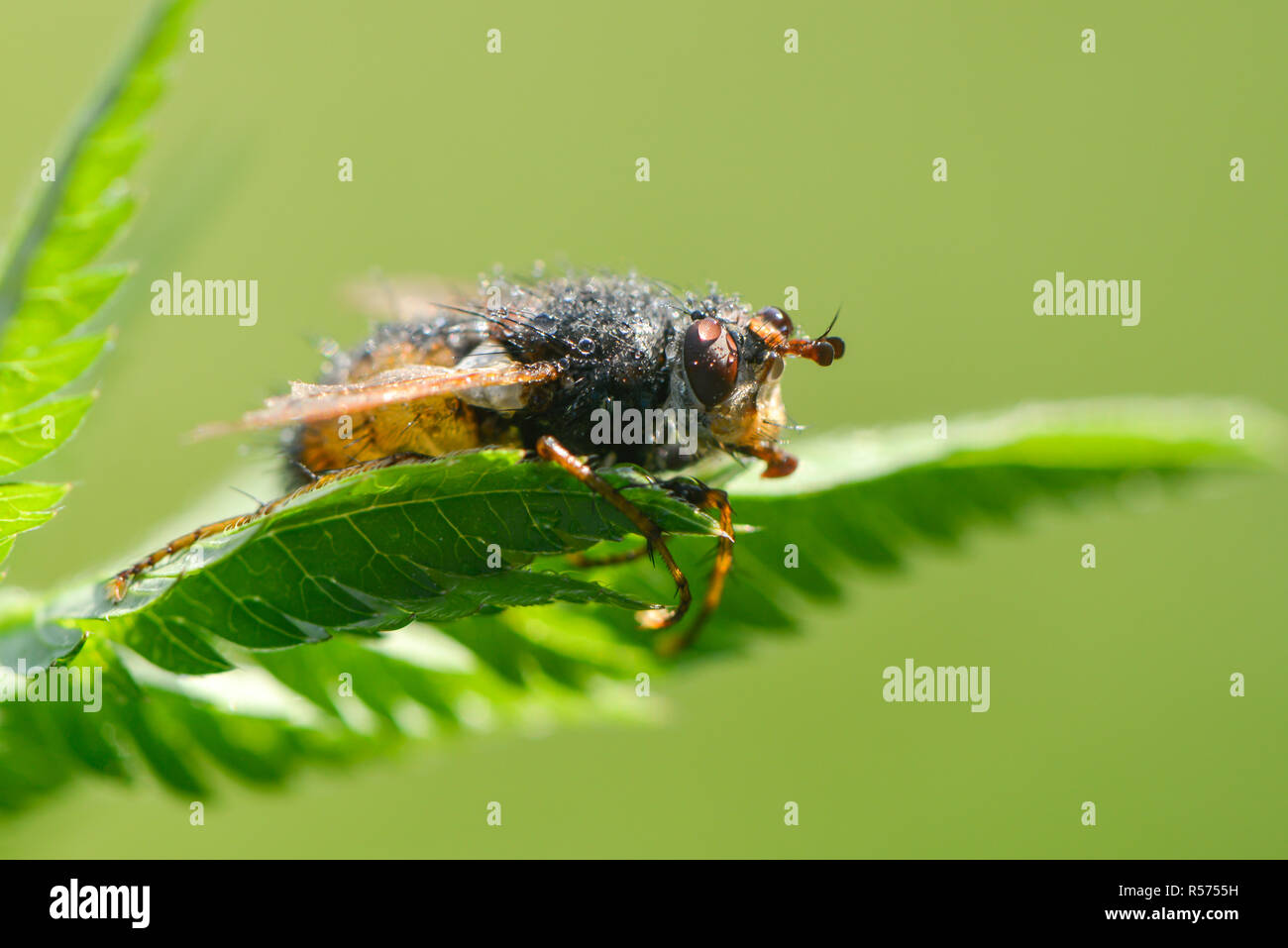 caterpillar fly in the rain Stock Photo - Alamy