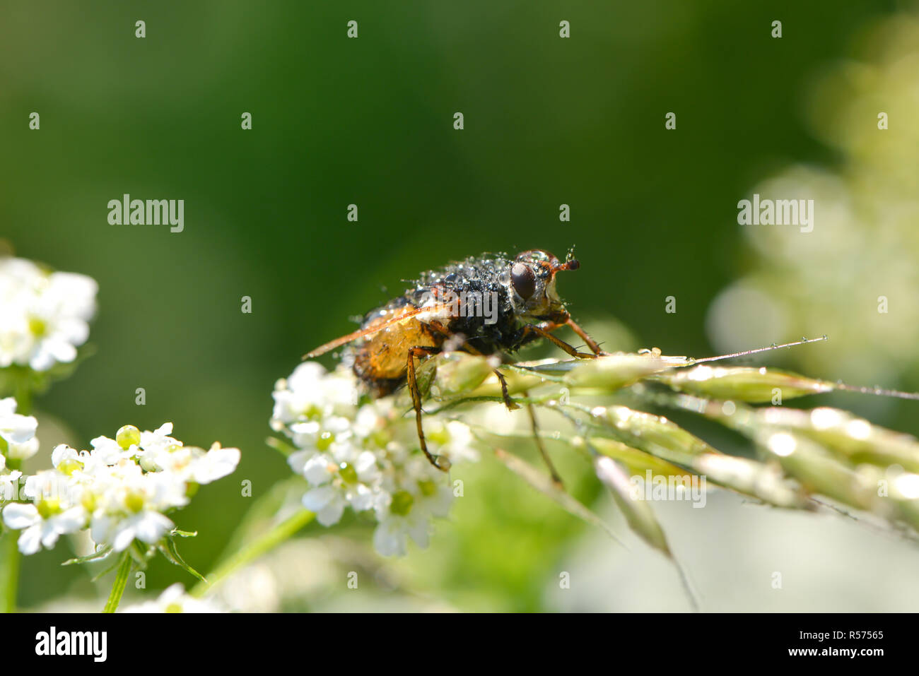 caterpillar fly in the rain Stock Photo - Alamy