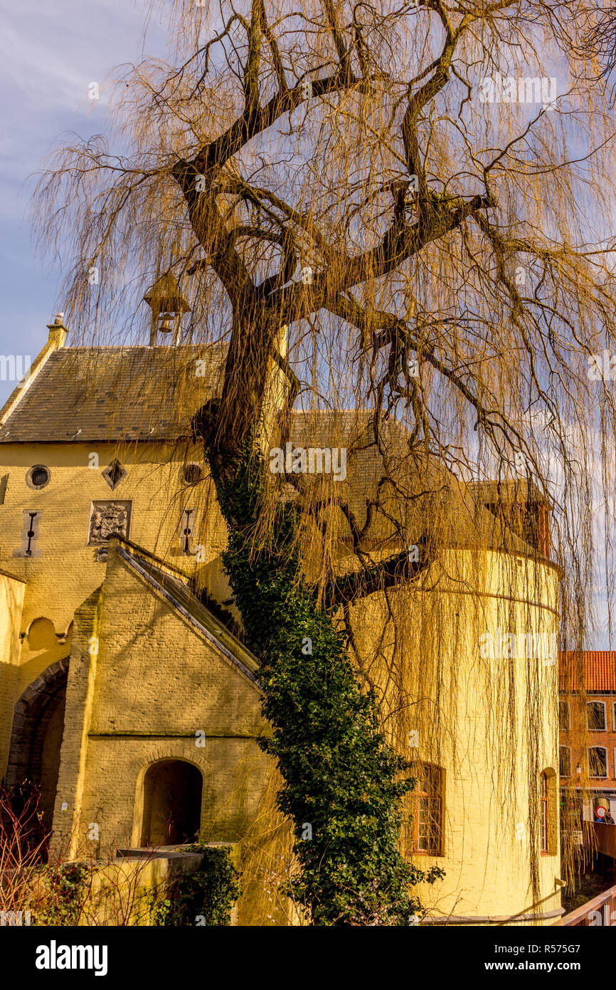 Belgium, Bruges, creeper tree alongside Smendpoort Stock Photo - Alamy