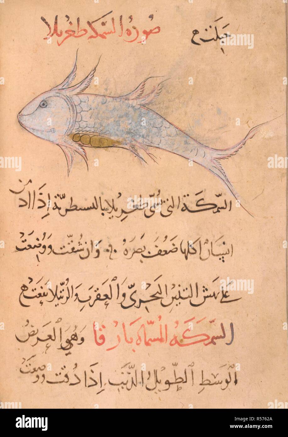 Kitab na't al hayawan hi-res stock photography and images - Alamy