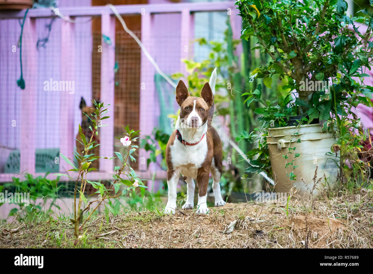 Guardian dog hi-res stock photography and images - Alamy
