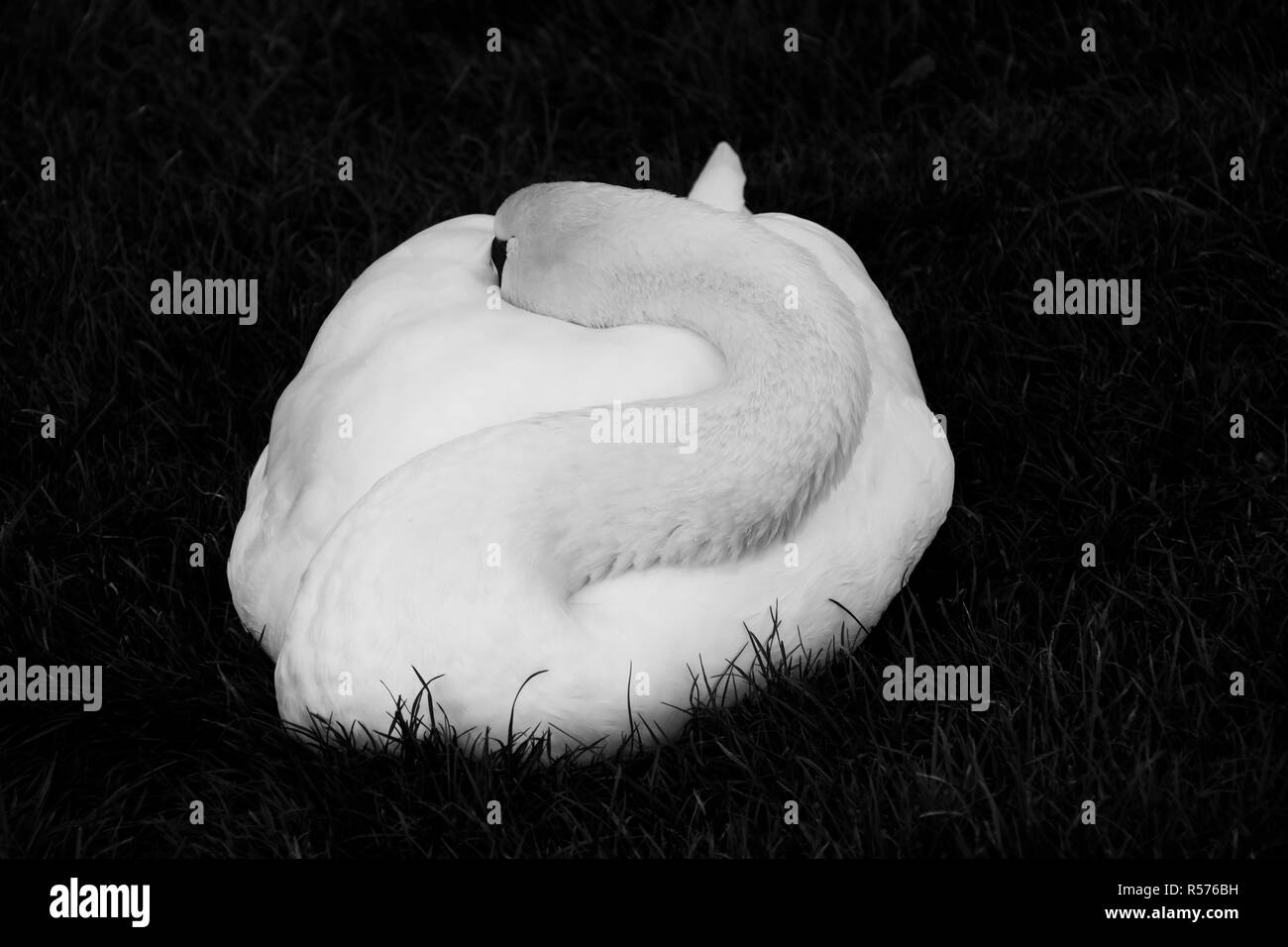 A High contrast monochrome image of a Mute Swan sleeping Stock Photo ...