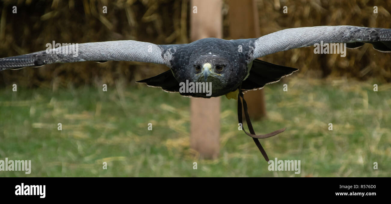 Chilean blue eagle hi-res stock photography and images - Alamy