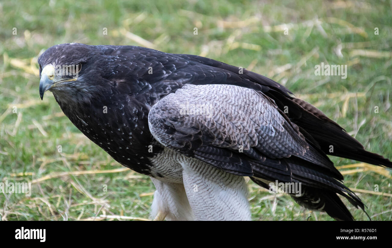 Great chested buzzard eagle hi-res stock photography and images - Alamy