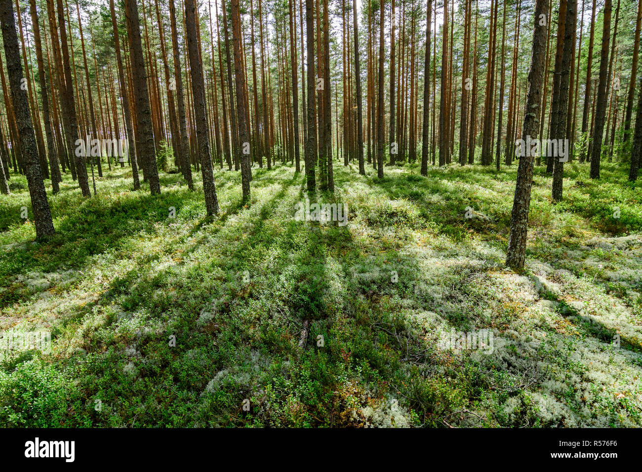 Forest habitat hi-res stock photography and images - Alamy