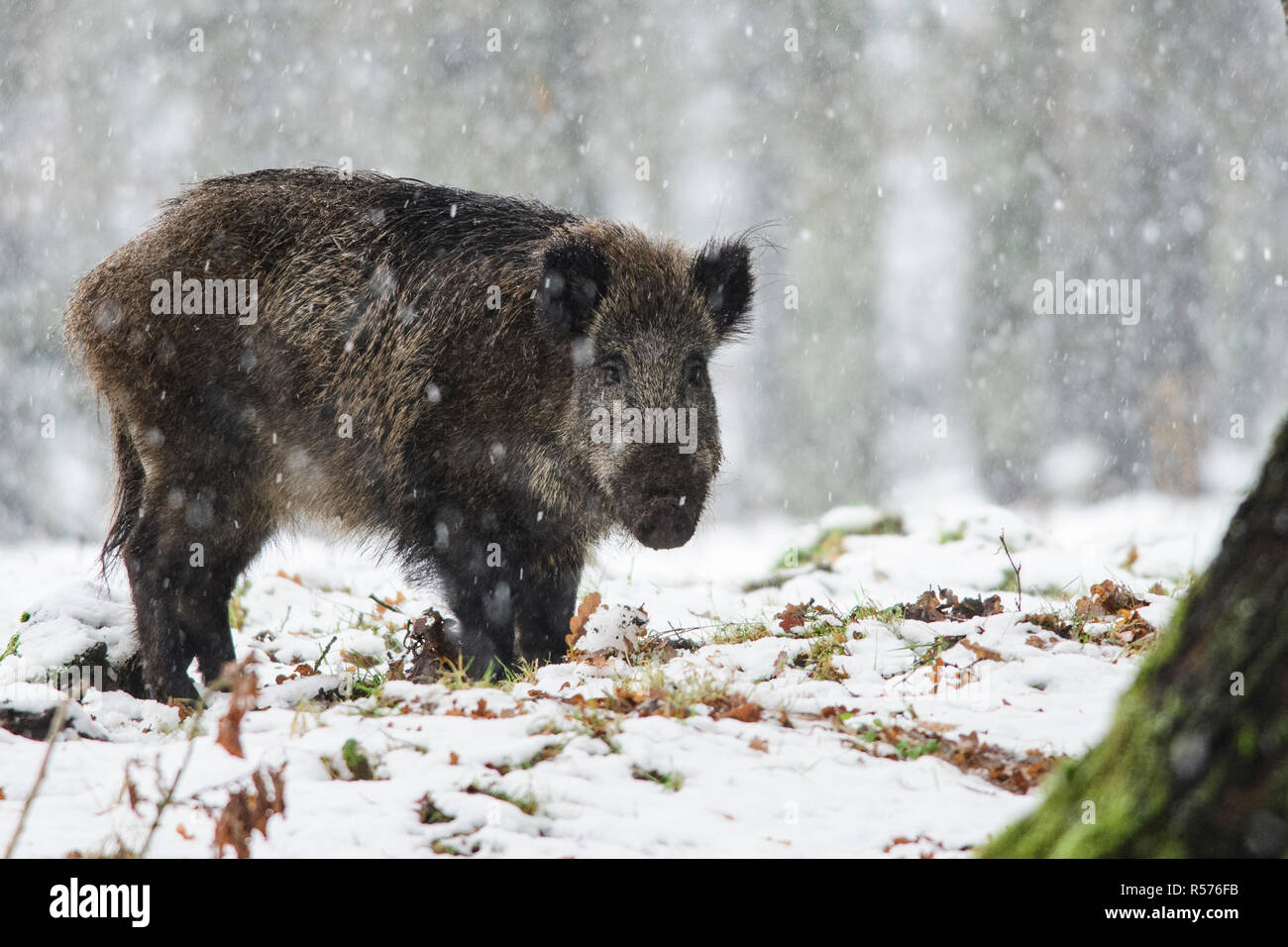 Wild boar winter cold coat hi-res stock photography and images - Alamy