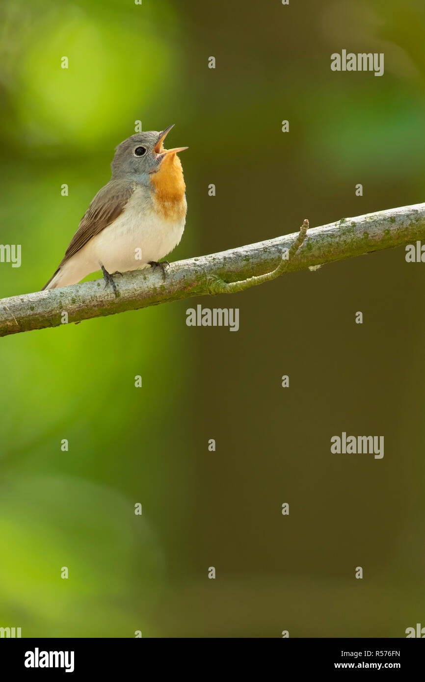 Red breasted flycatcher hi-res stock photography and images - Alamy