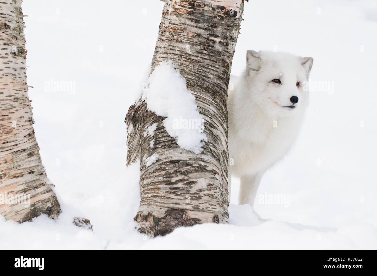 Norway arctic fox hi-res stock photography and images - Alamy