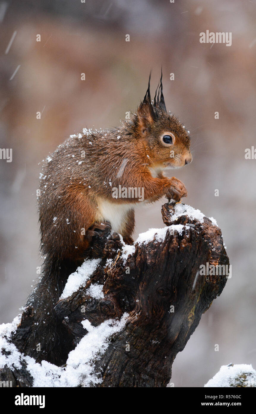 Red squirrel (Sciurus vulgaris) in the snow Stock Photo - Alamy