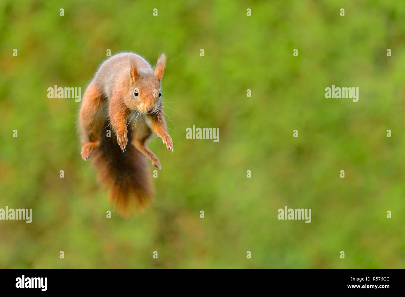 Red squirrels with camera hi-res stock photography and images - Alamy