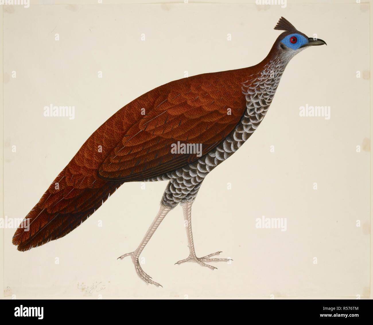 Crested fireback pheasant hi-res stock photography and images - Alamy
