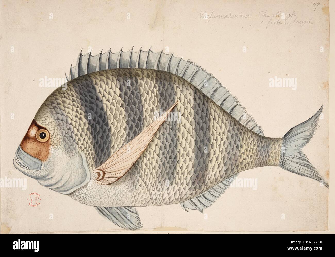 Louis renard fish hi-res stock photography and images - Alamy
