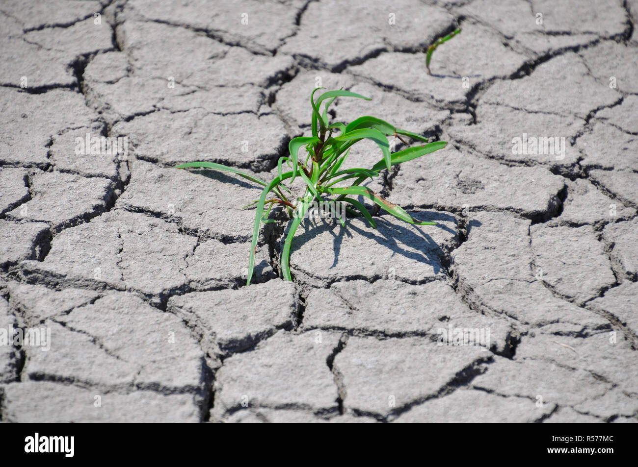 Soil sprouted grass texture hi-res stock photography and images - Alamy