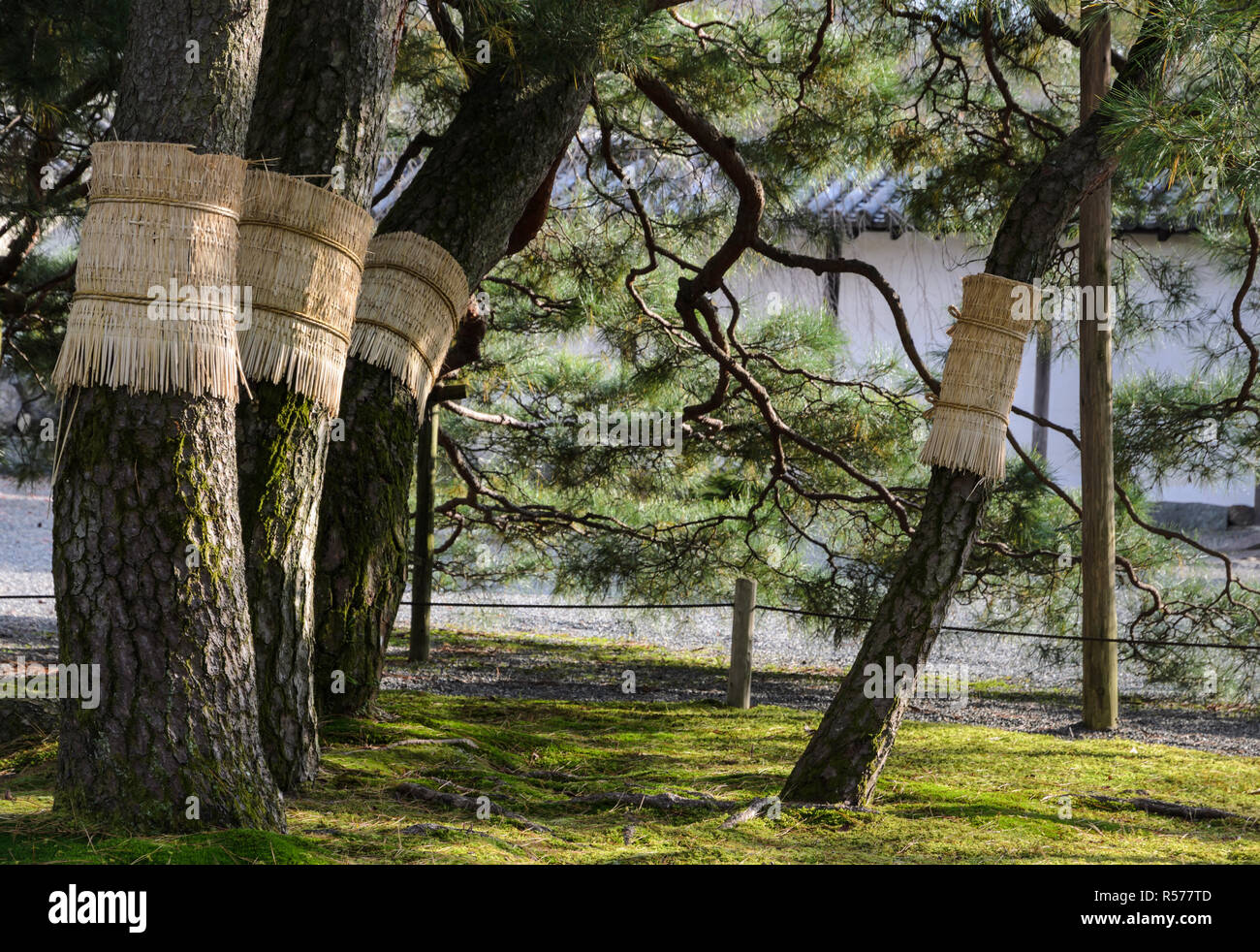 Japanese pine tree garden in kyoto, Japan Stock Photo - Alamy