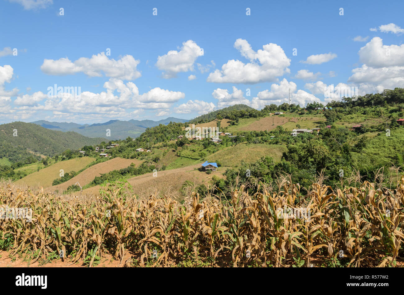 Dried corn terrace field in Thailand Stock Photo - Alamy