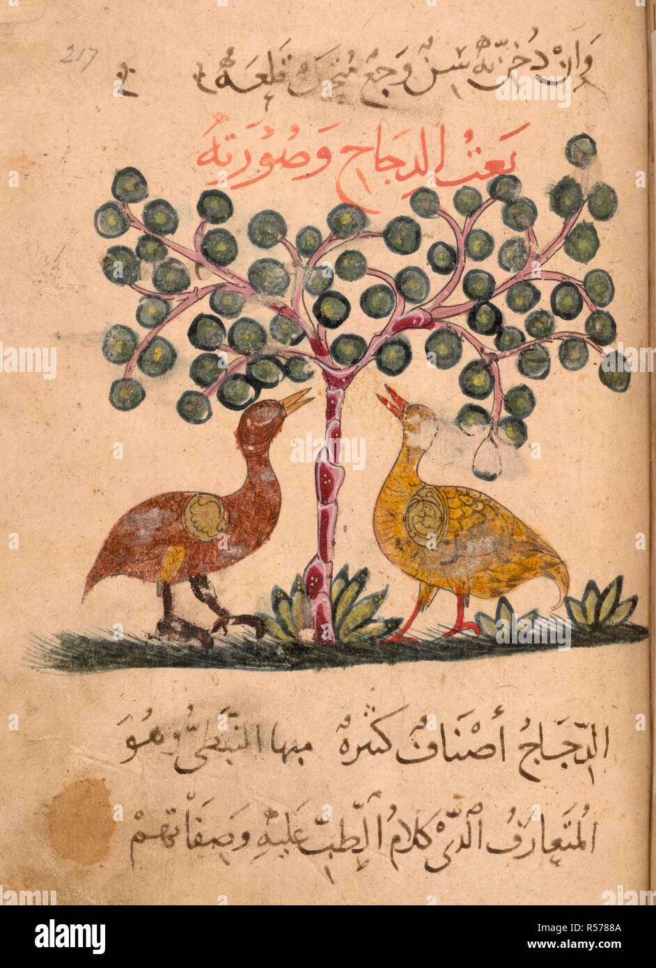 Kitab al hayawan hi-res stock photography and images - Alamy