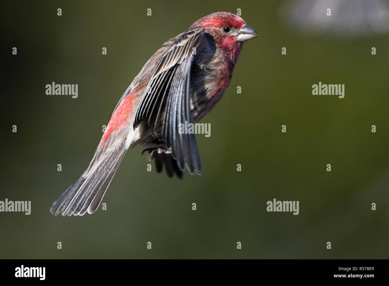 Male House Finch High Resolution Stock Photography and Images - Alamy