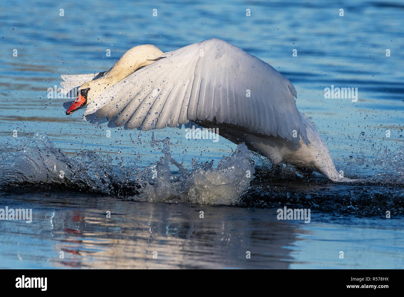 Aggressive behavior hi-res stock photography and images - Alamy