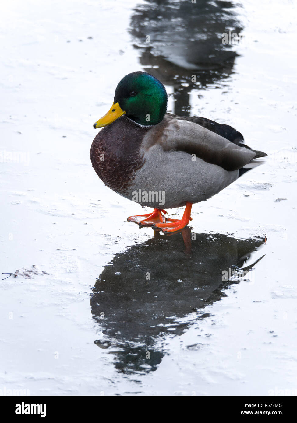 Mallard duck standing hi-res stock photography and images - Alamy