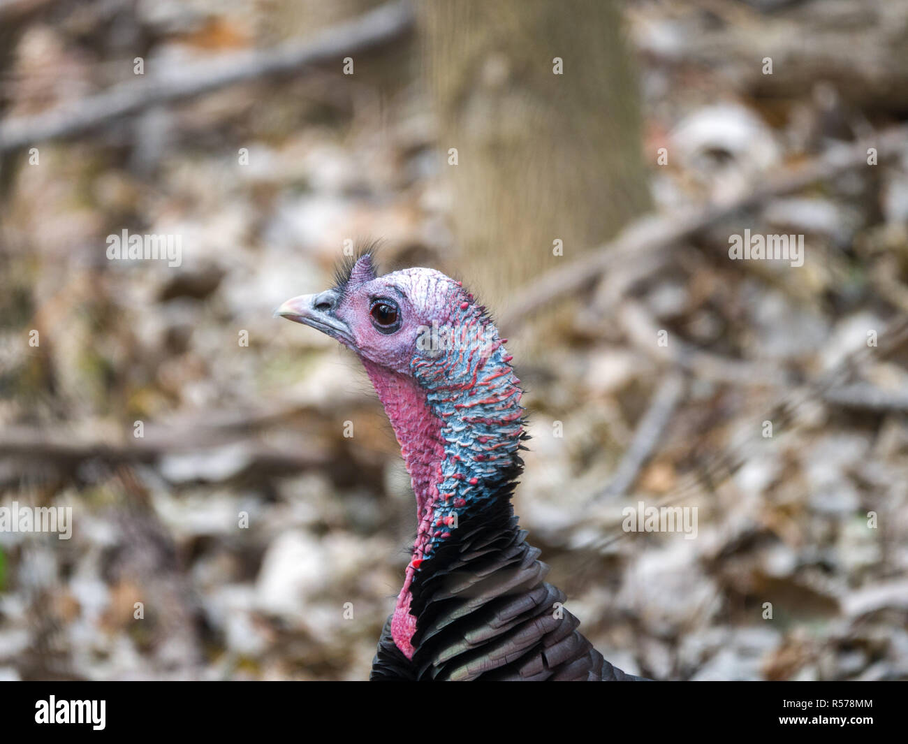 A closeup wildlife photograph of the head of a male bronze colored wild ...
