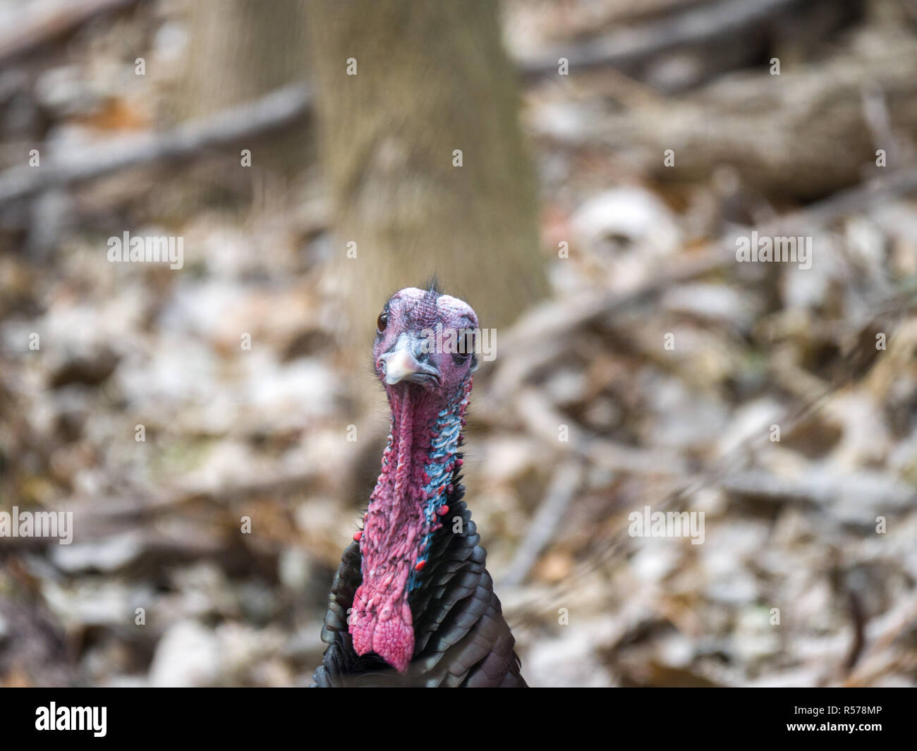 A closeup wildlife photograph of the head of a male bronze colored wild ...