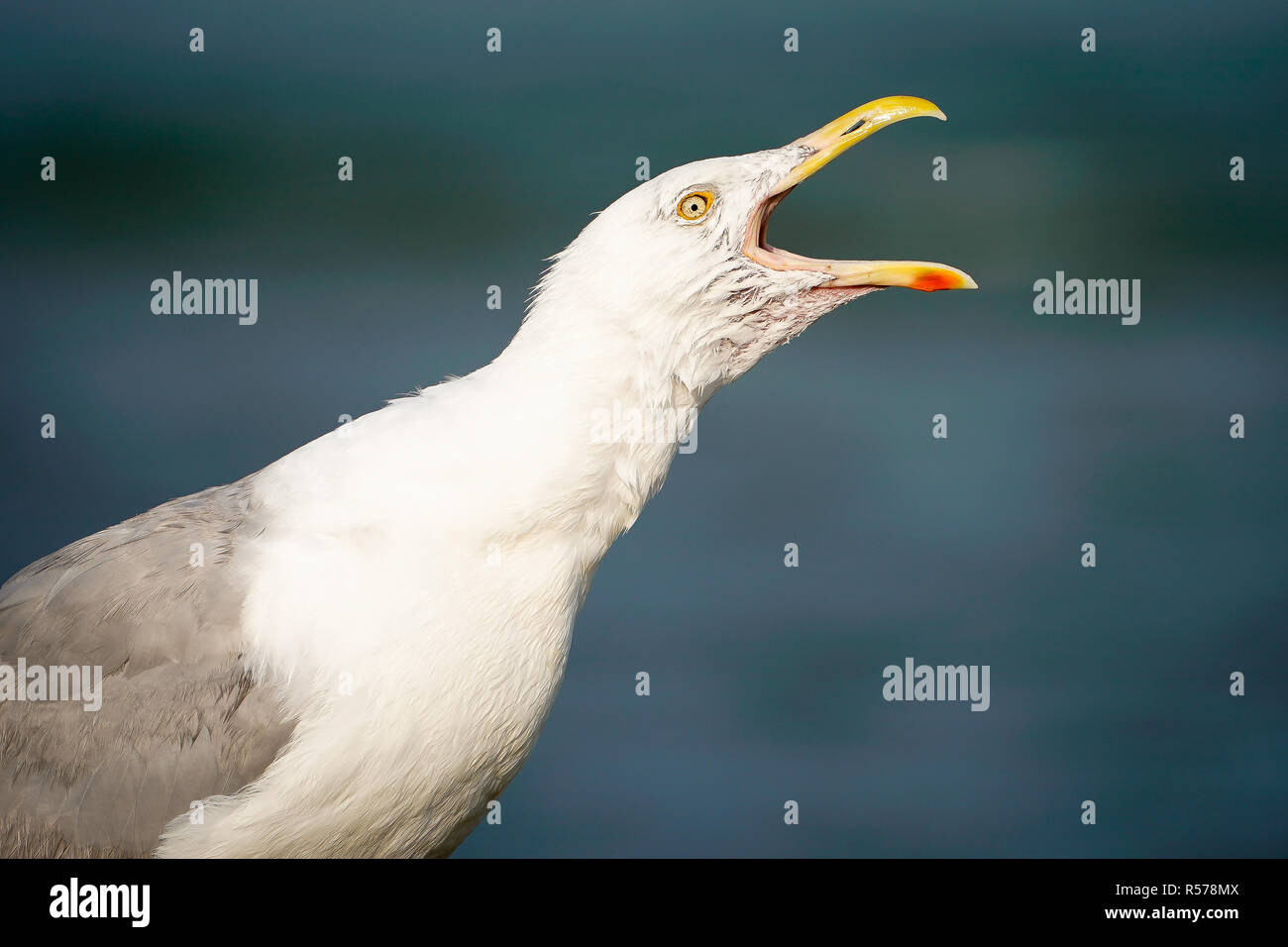 Angry seagull beach hi-res stock photography and images - Alamy