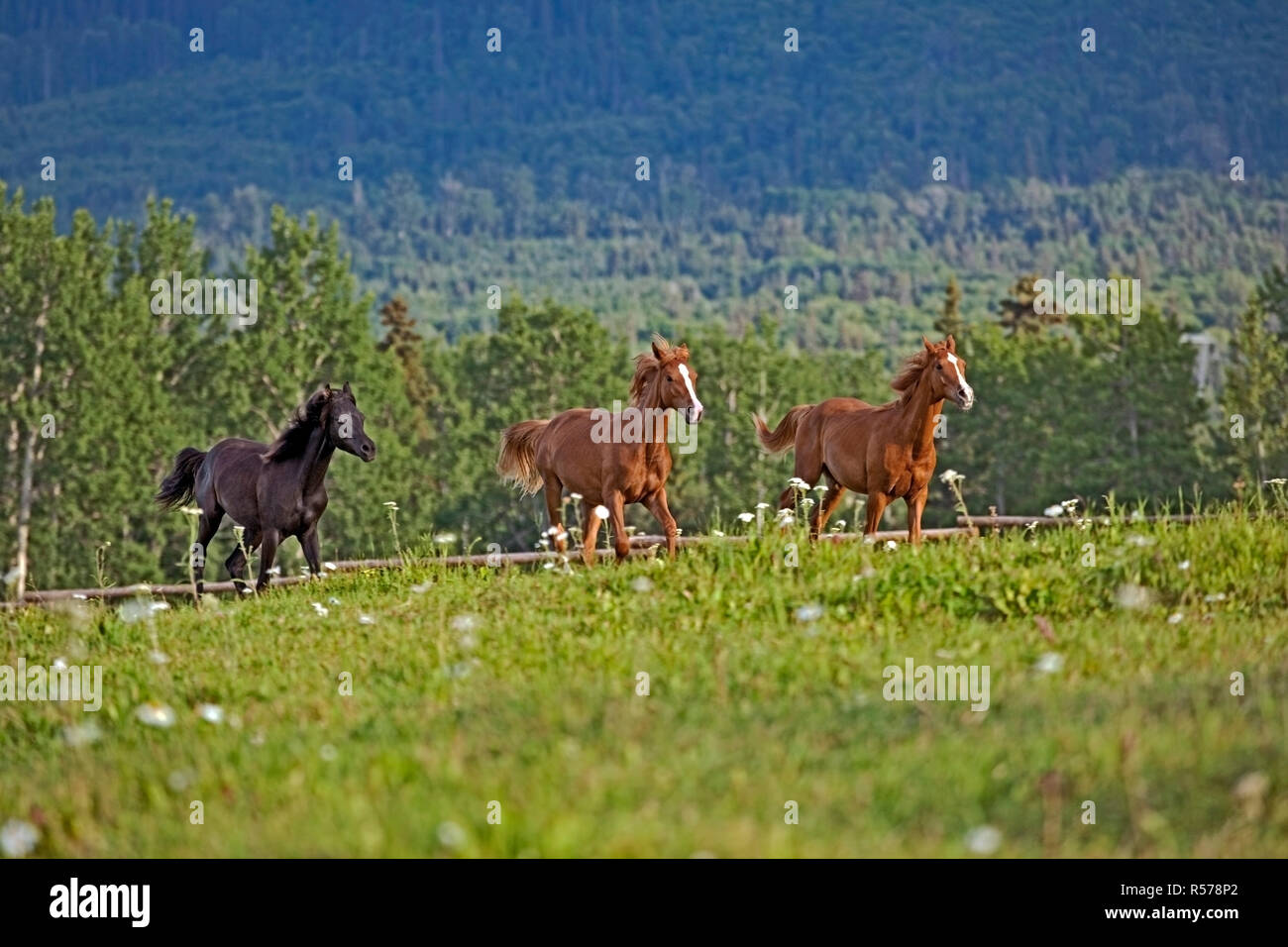 Yearlings hi-res stock photography and images - Alamy