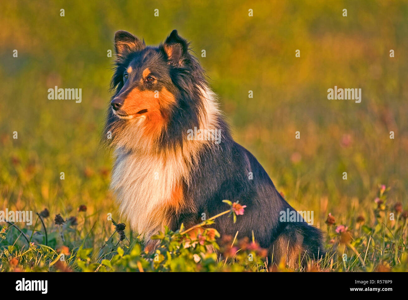 Sheepdog Sitting High Resolution Stock Photography and Images - Alamy