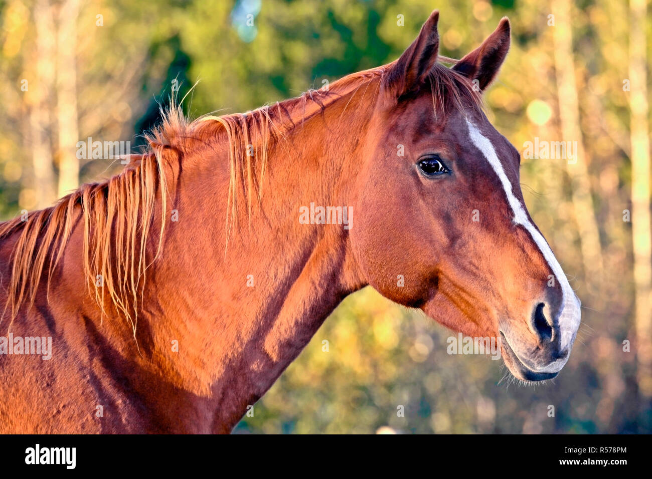 Chestnut mare hi-res stock photography and images - Alamy
