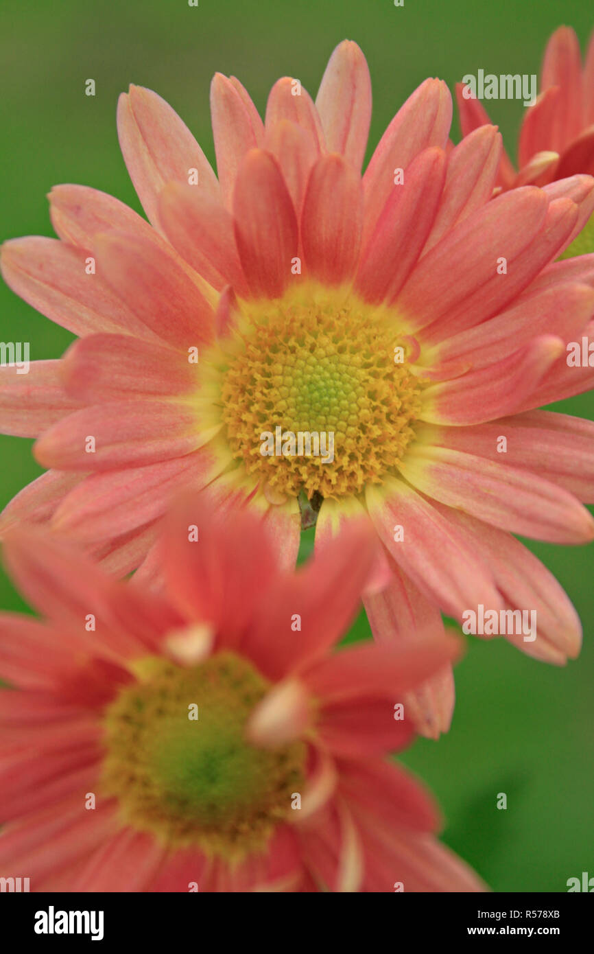 orange blooming flower Stock Photo - Alamy