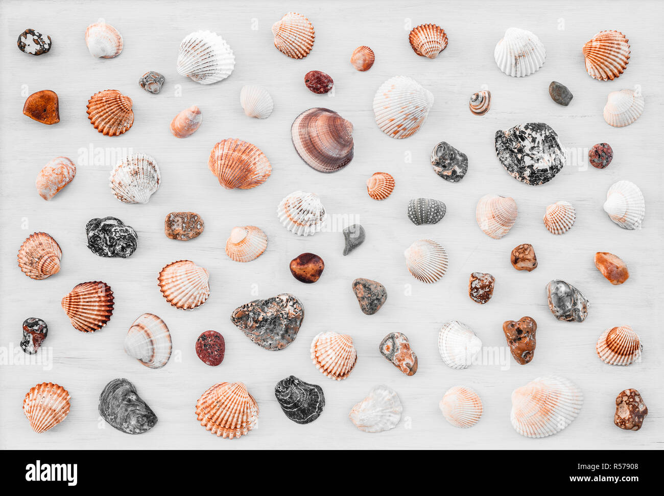 Seashell background. Variety of seashells on white wooden surface Stock ...