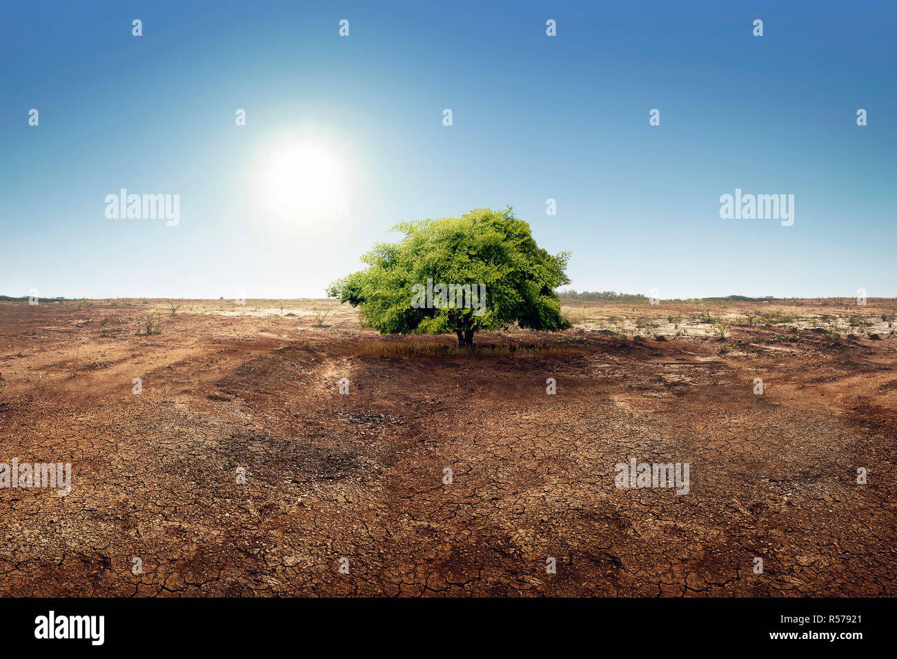 Tree on dry land effect of changing environment Stock Photo - Alamy