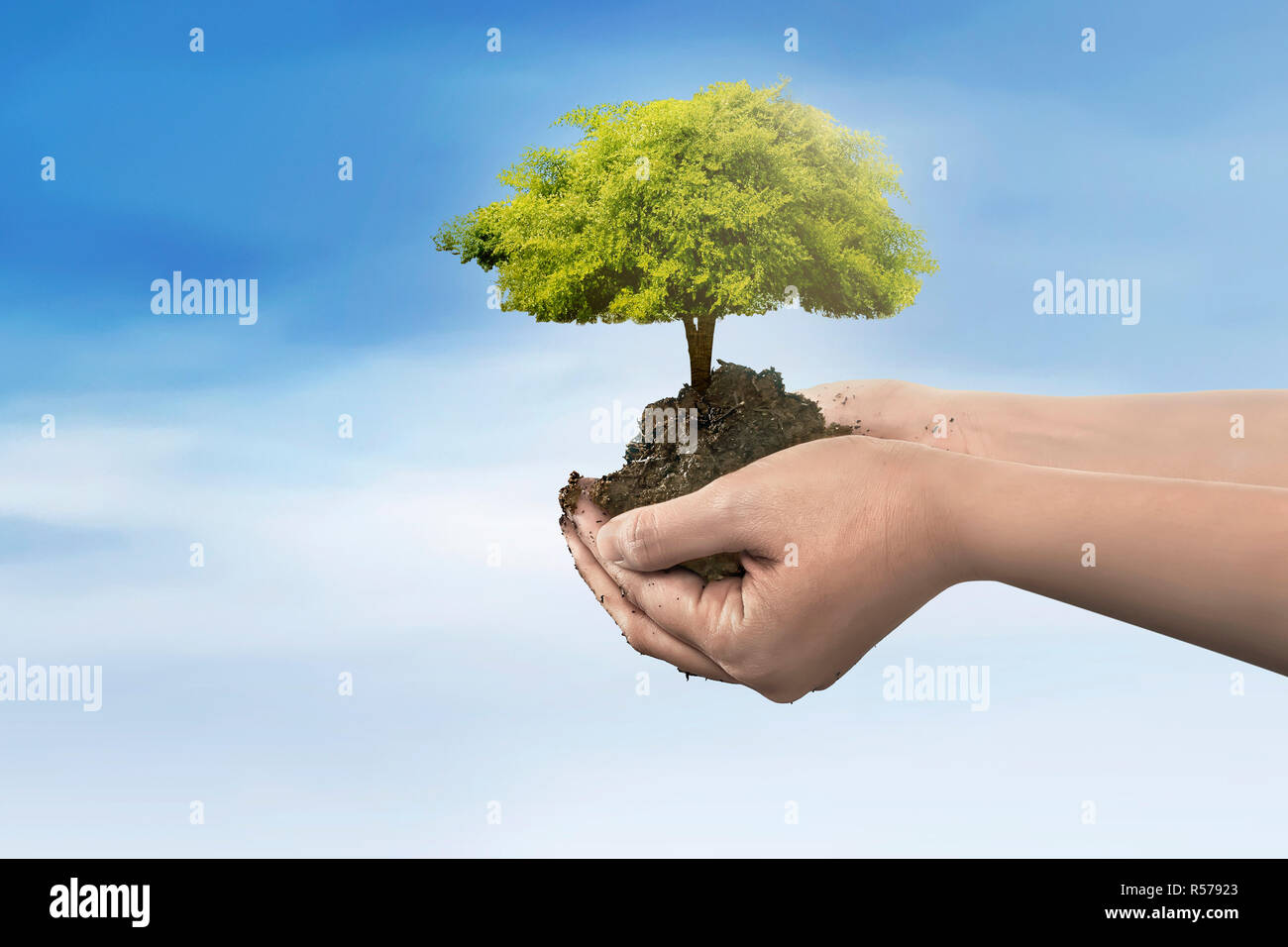 Hand holding tree plant on soil Stock Photo - Alamy