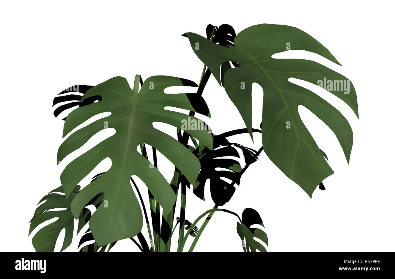 houseplant window leaf free Stock Photo - Alamy