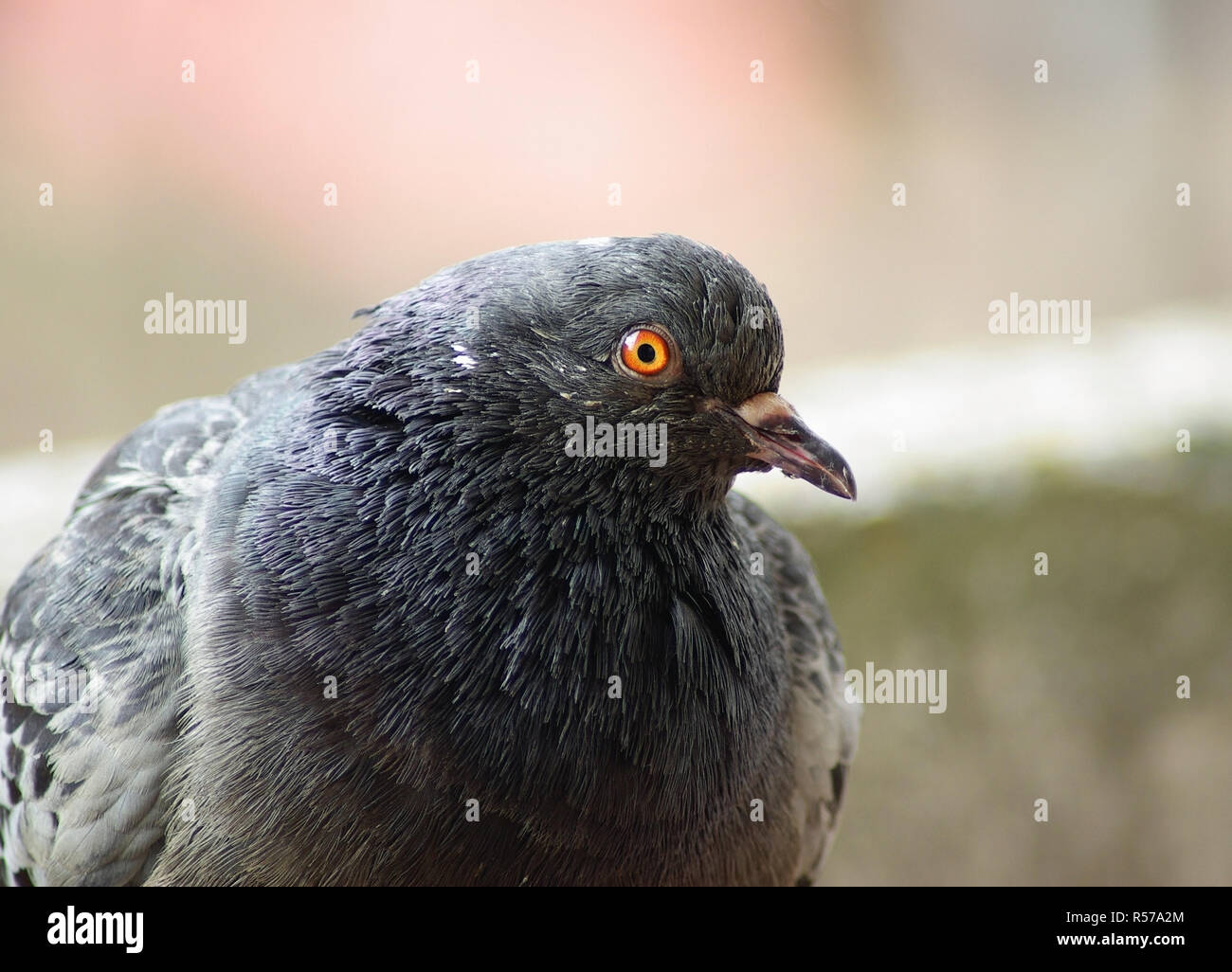 Closeup of pigeon Stock Photo - Alamy